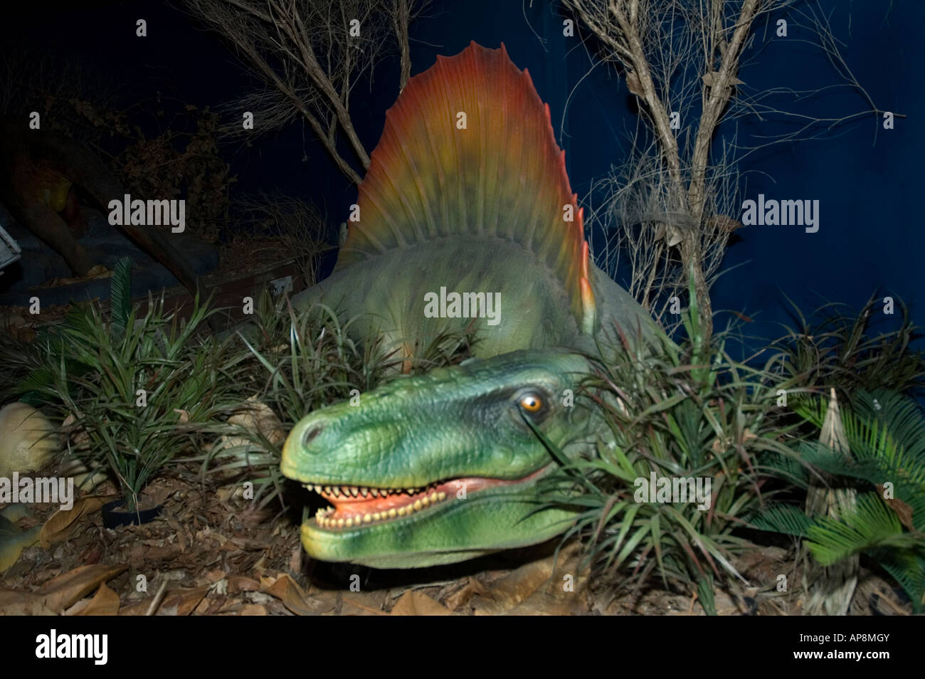 Dimetrodon Late Permian 270 million years ago Stock Photo - Alamy