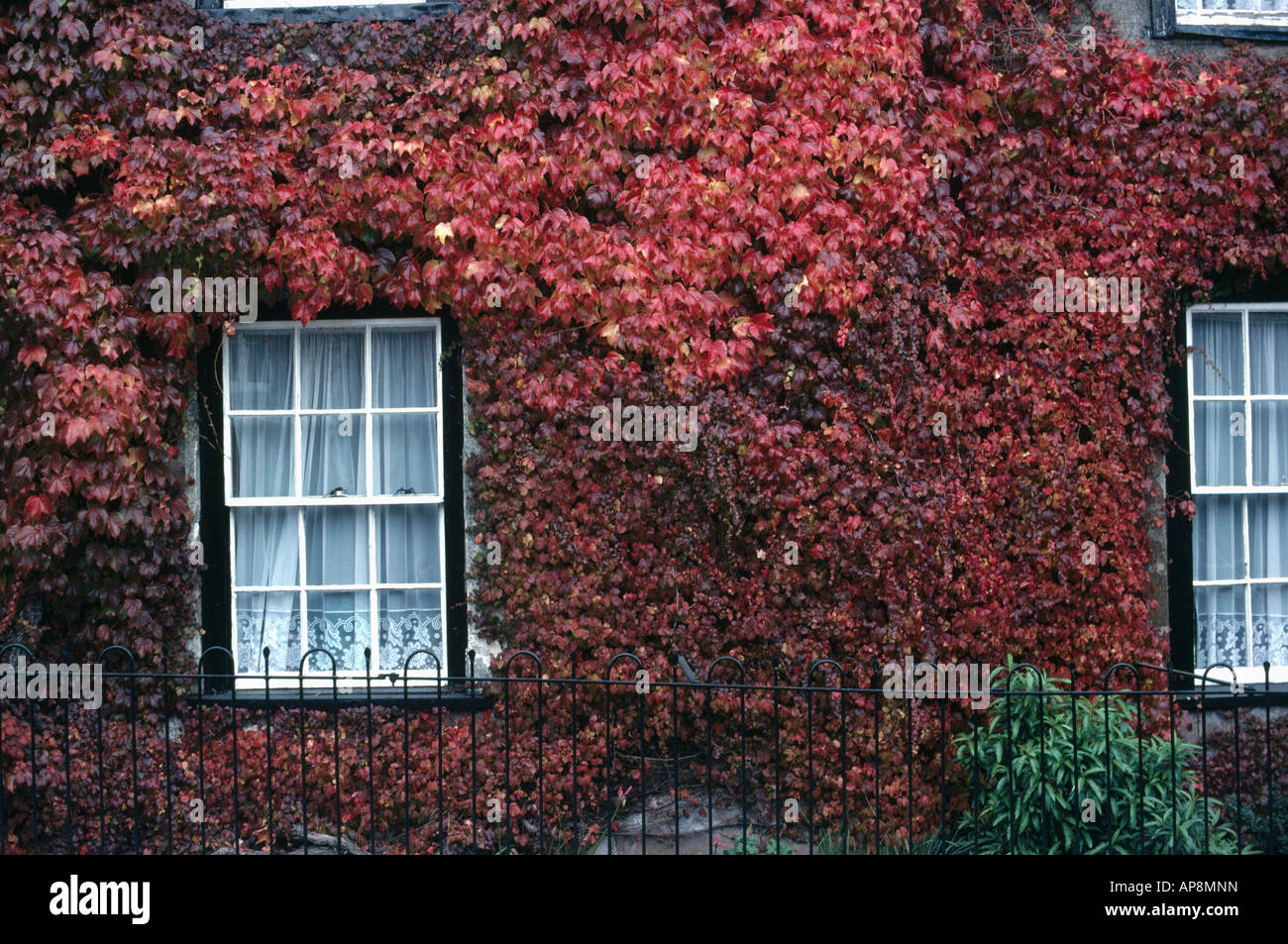 Red Virginia creeper above sash windows in traditional house Stock ...