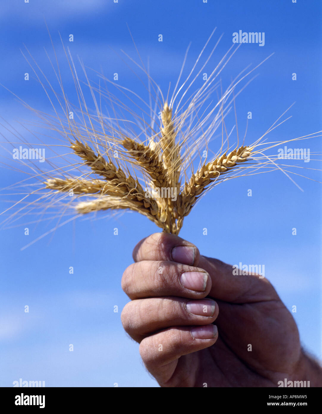 Wheat shaft hi-res stock photography and images - Alamy
