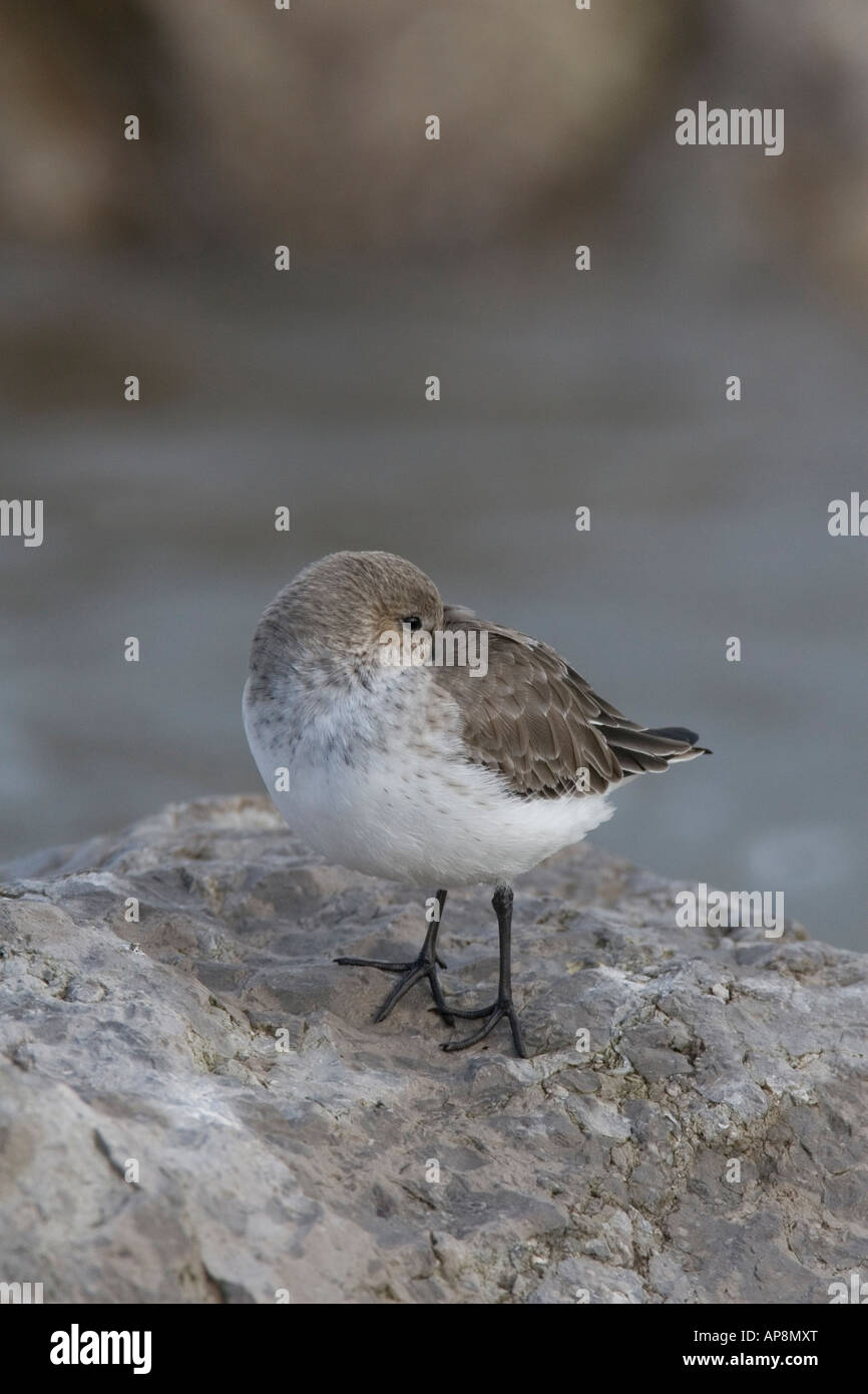 DUNLIN CALIDRIS ALPINA SLEEPING ON ROCKS Stock Photo - Alamy