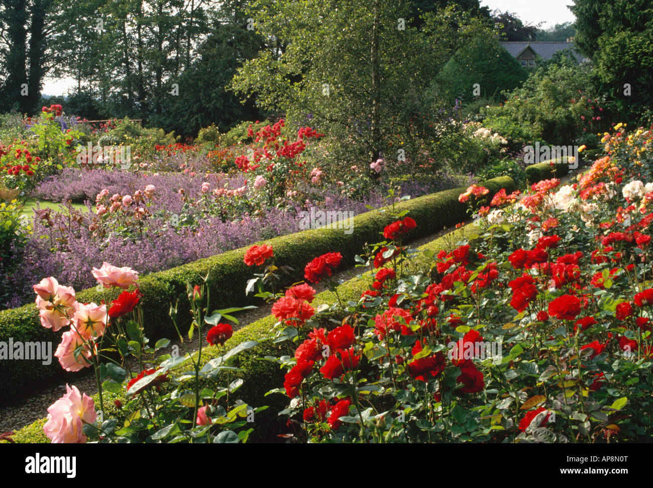 Red roses bordered by low clipped hedge in summer country garden Stock ...