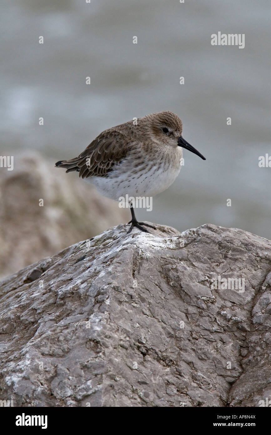 DUNLIN CALIDRIS ALPINA PERCHING ON ROCKS SIDE VIEW Stock Photo - Alamy