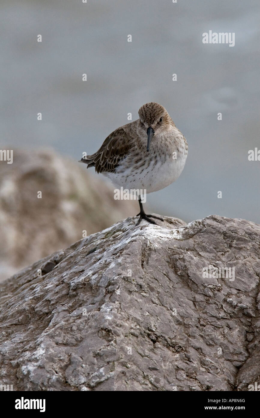 DUNLIN CALIDRIS ALPINA PERCHING ON ROCKS SIDE VIEW Stock Photo - Alamy
