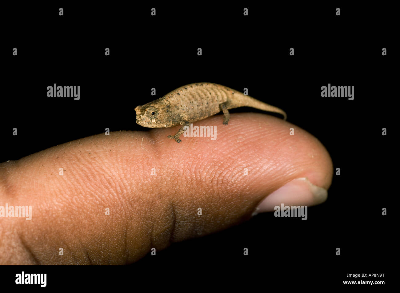 pygmy stump-tailed chameleon, Brookesia minima, Montagne d'Ambre ...