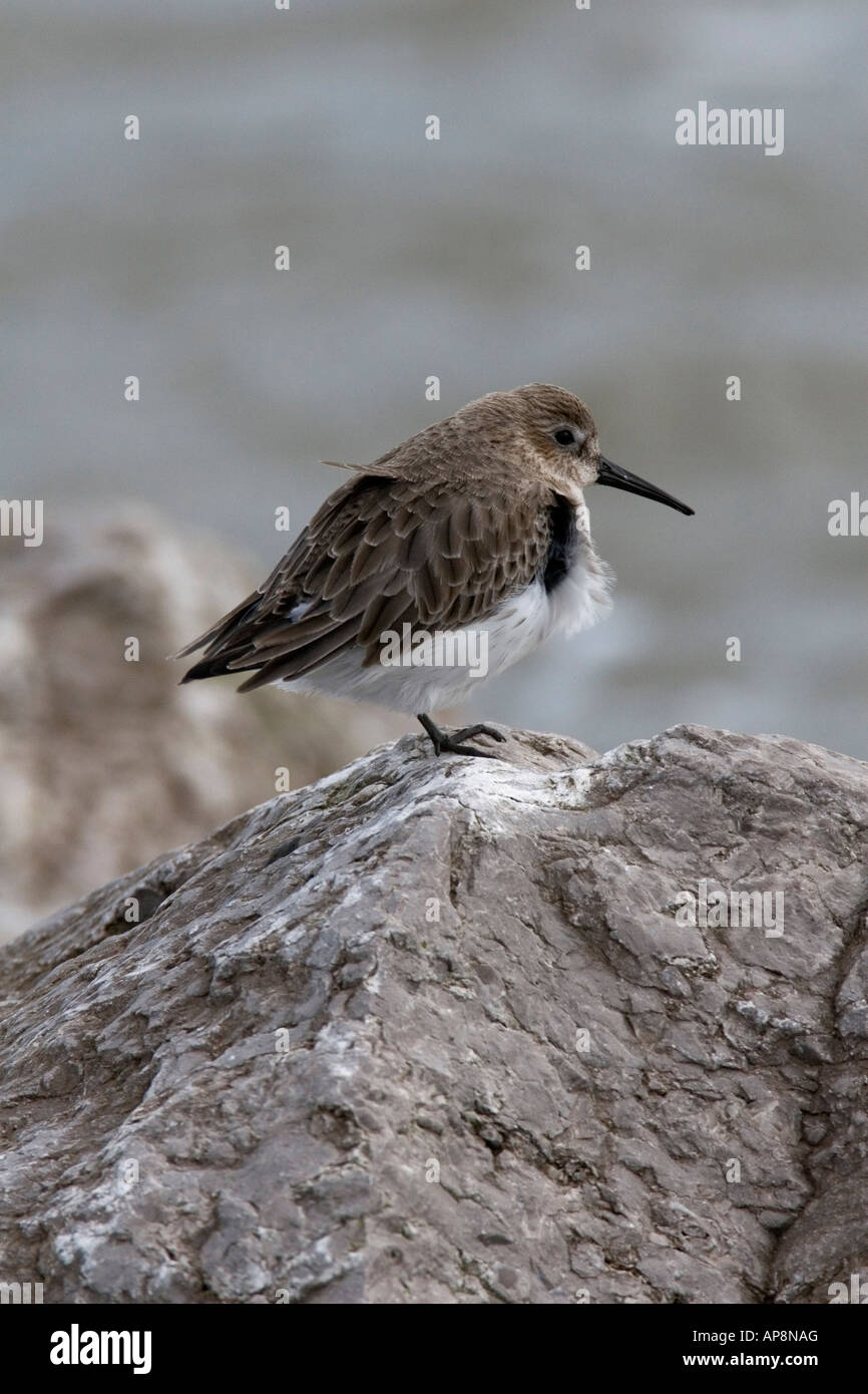 DUNLIN CALIDRIS ALPINA PERCHING ON ROCKS SIDE VIEW Stock Photo - Alamy