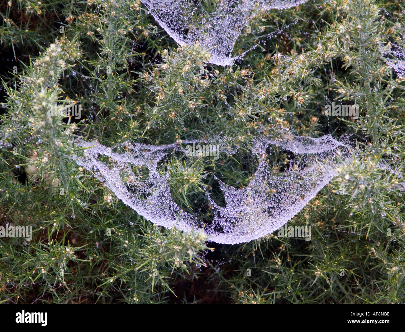 Cobwebs on hedge hi-res stock photography and images - Alamy