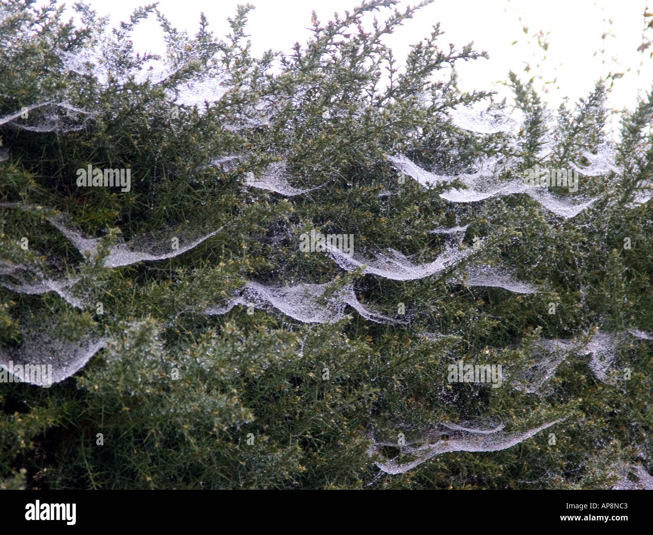 Cobwebs on hedge hi-res stock photography and images - Alamy