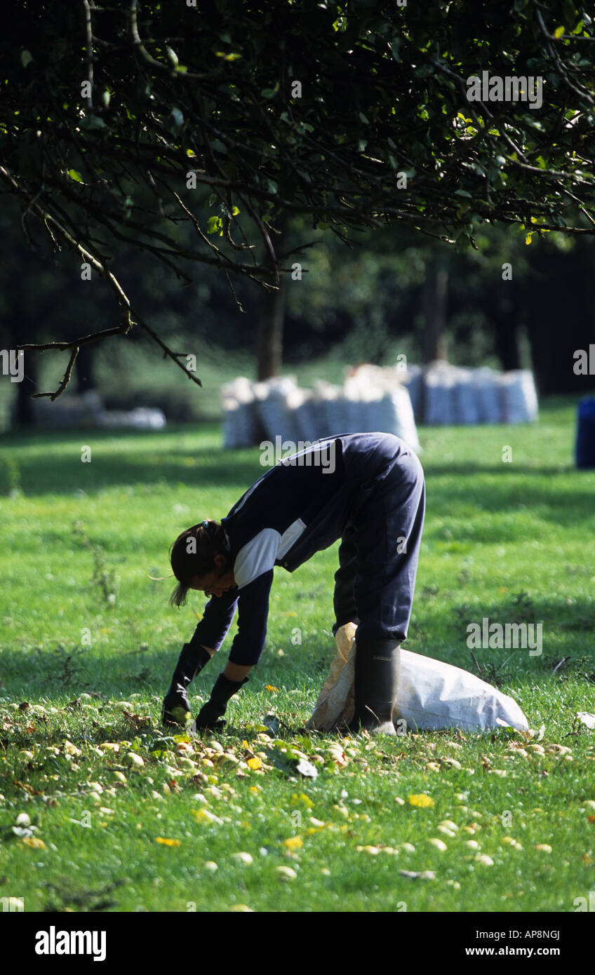 Apple Picker Harvesting Organic Apples Stock Photo - Alamy