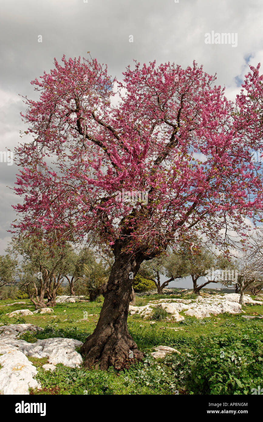 Israel the Lower Galilee Judas Tree Cercis Siliquastrum in Tivon Stock ...