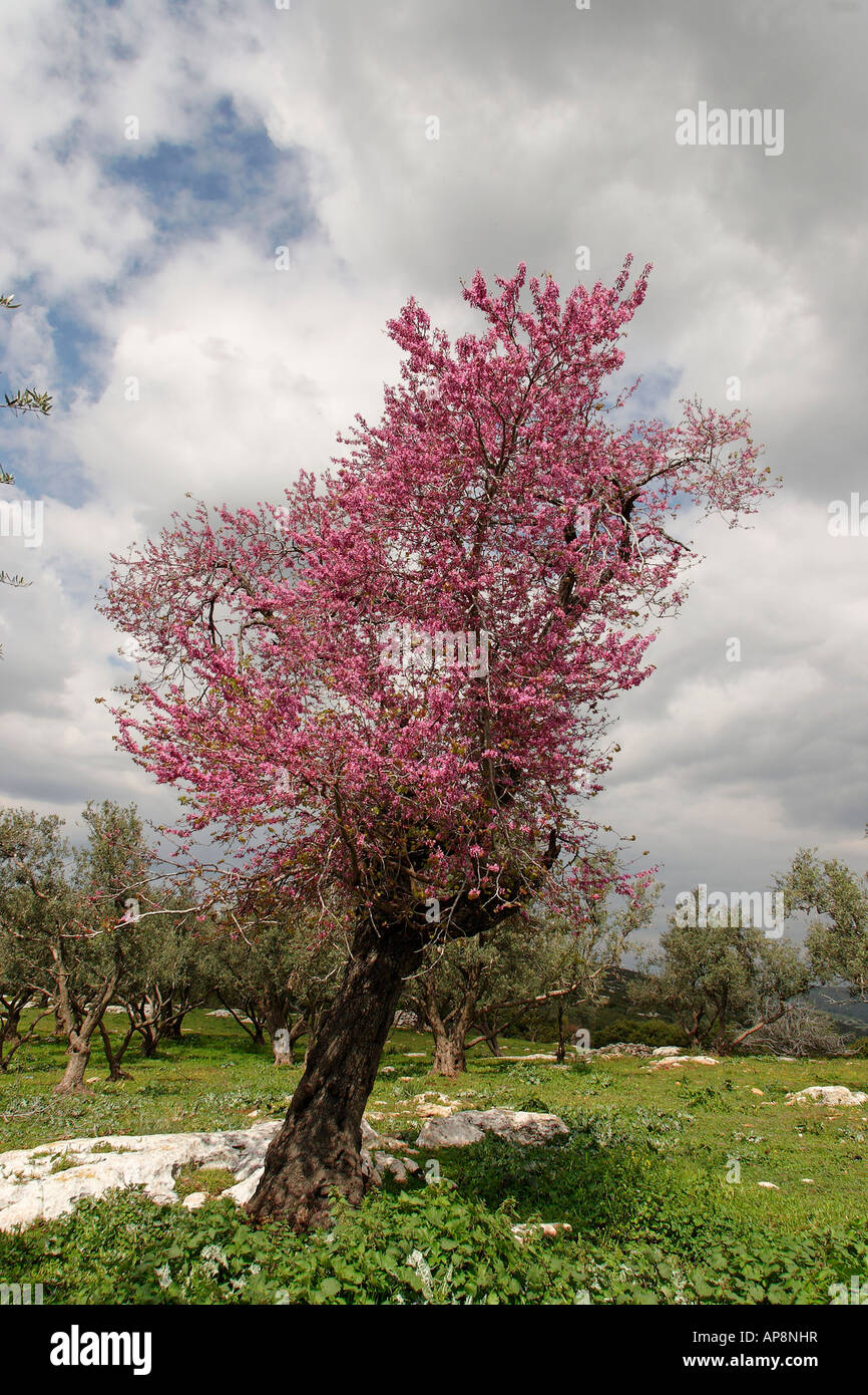 Israel the Lower Galilee Judas Tree Cercis Siliquastrum in Tivon Stock ...
