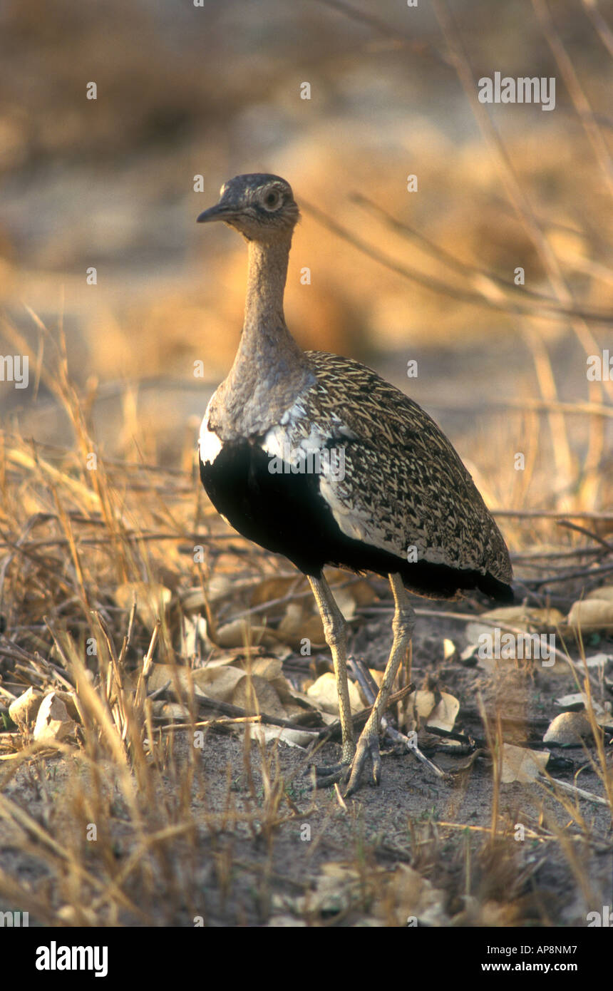 Buff crested bustard hi-res stock photography and images - Alamy