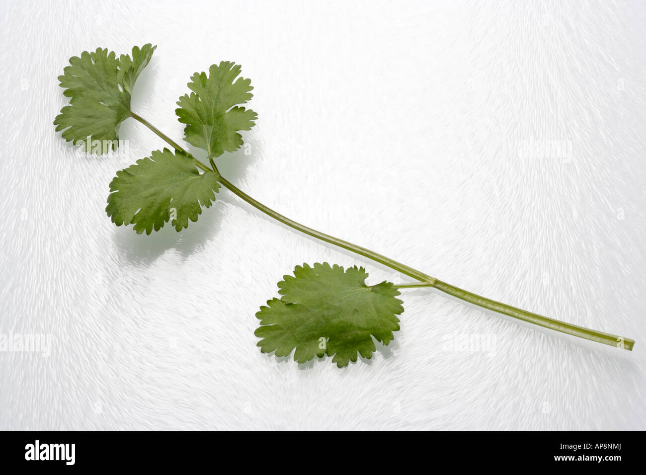 Coriander herb hi-res stock photography and images - Alamy