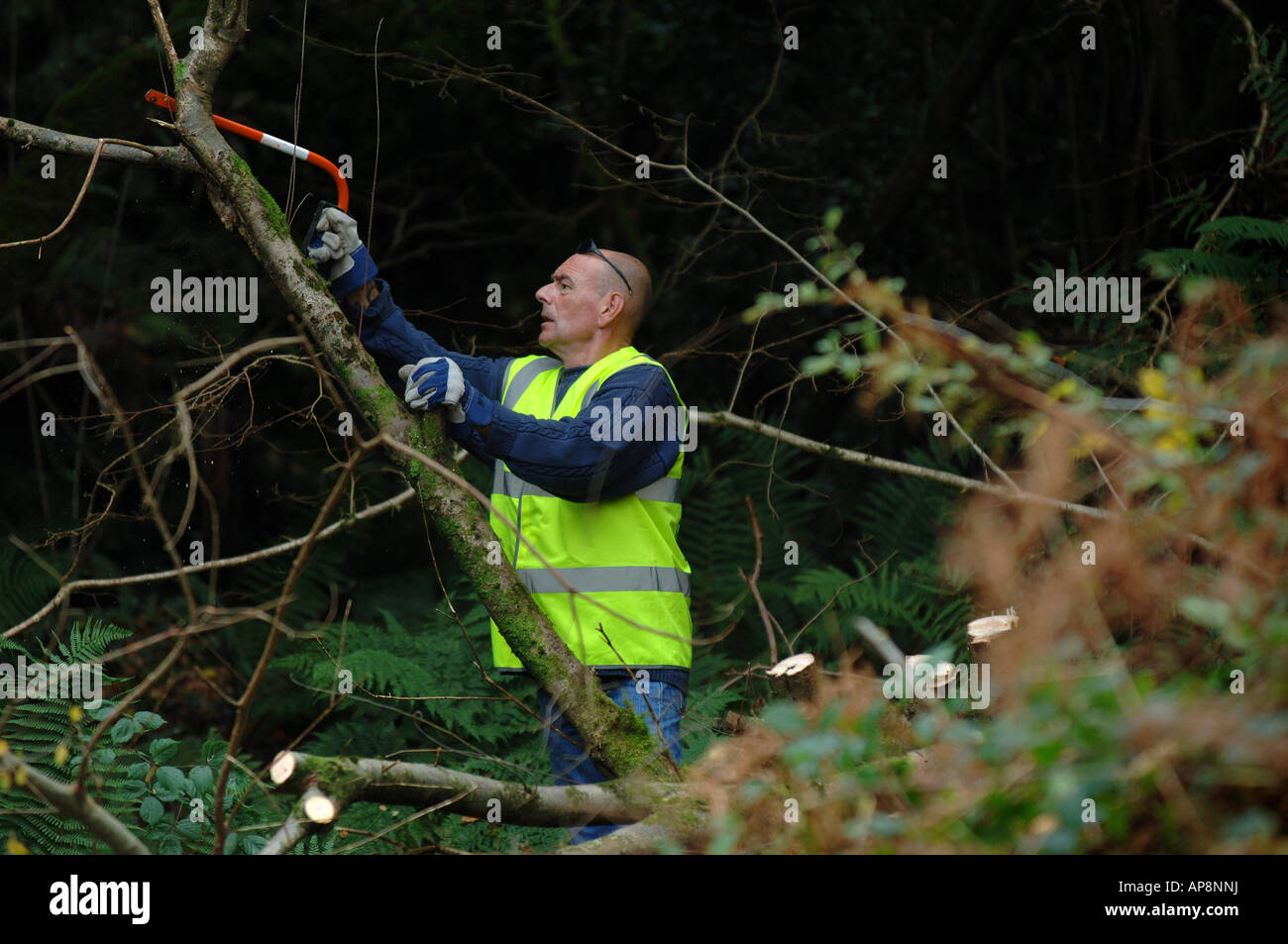 volunteers clearing trees in hi visibility jackets hi vis Stock Photo ...