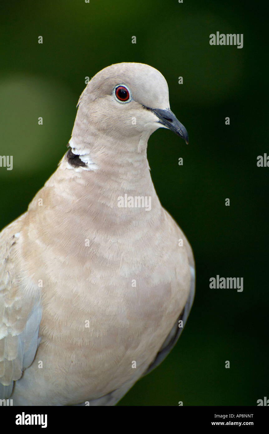 A collared dove flying hi-res stock photography and images - Alamy