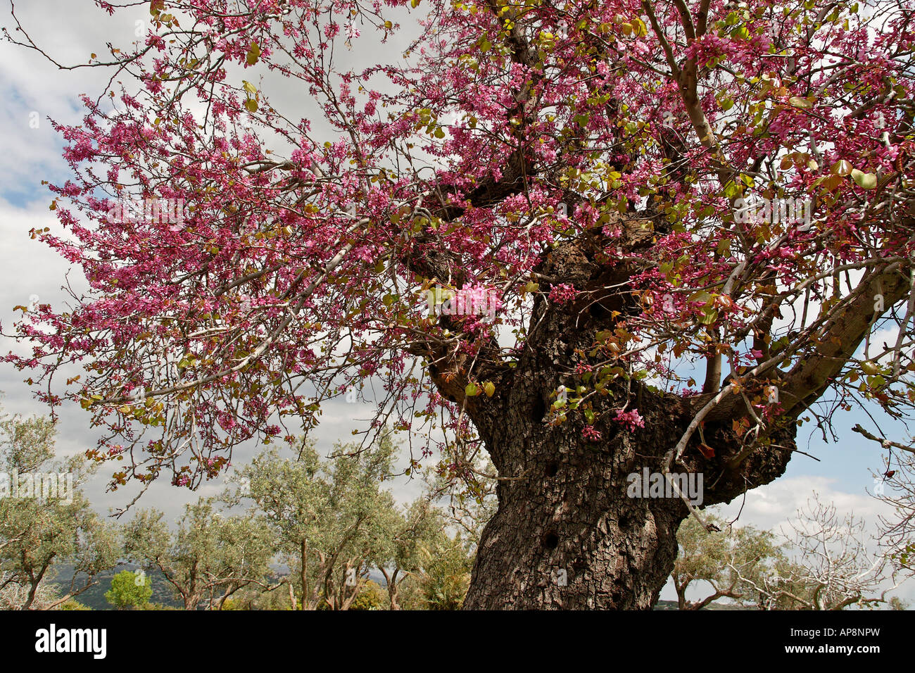Israel the Lower Galilee Judas Tree Cercis Siliquastrum in Tivon Stock ...