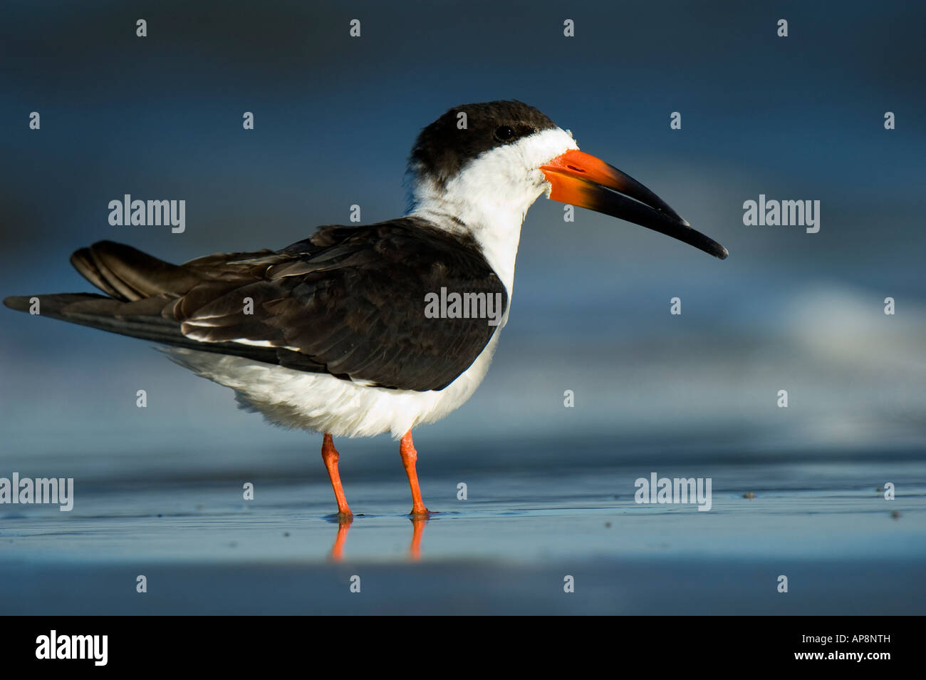 A Black Skimmer stands on the beach Stock Photo - Alamy