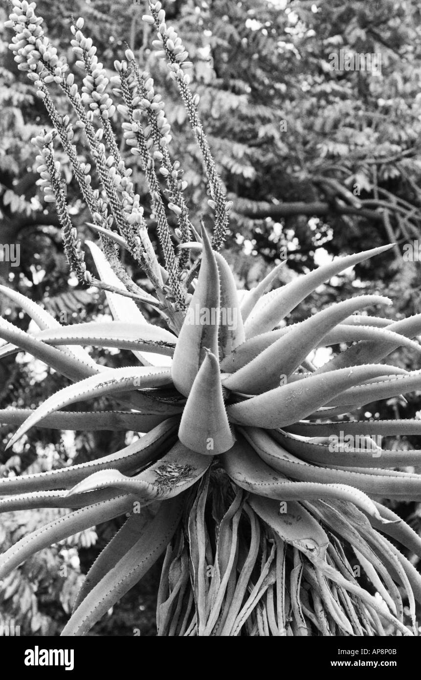 Plant in Morocco Stock Photo - Alamy