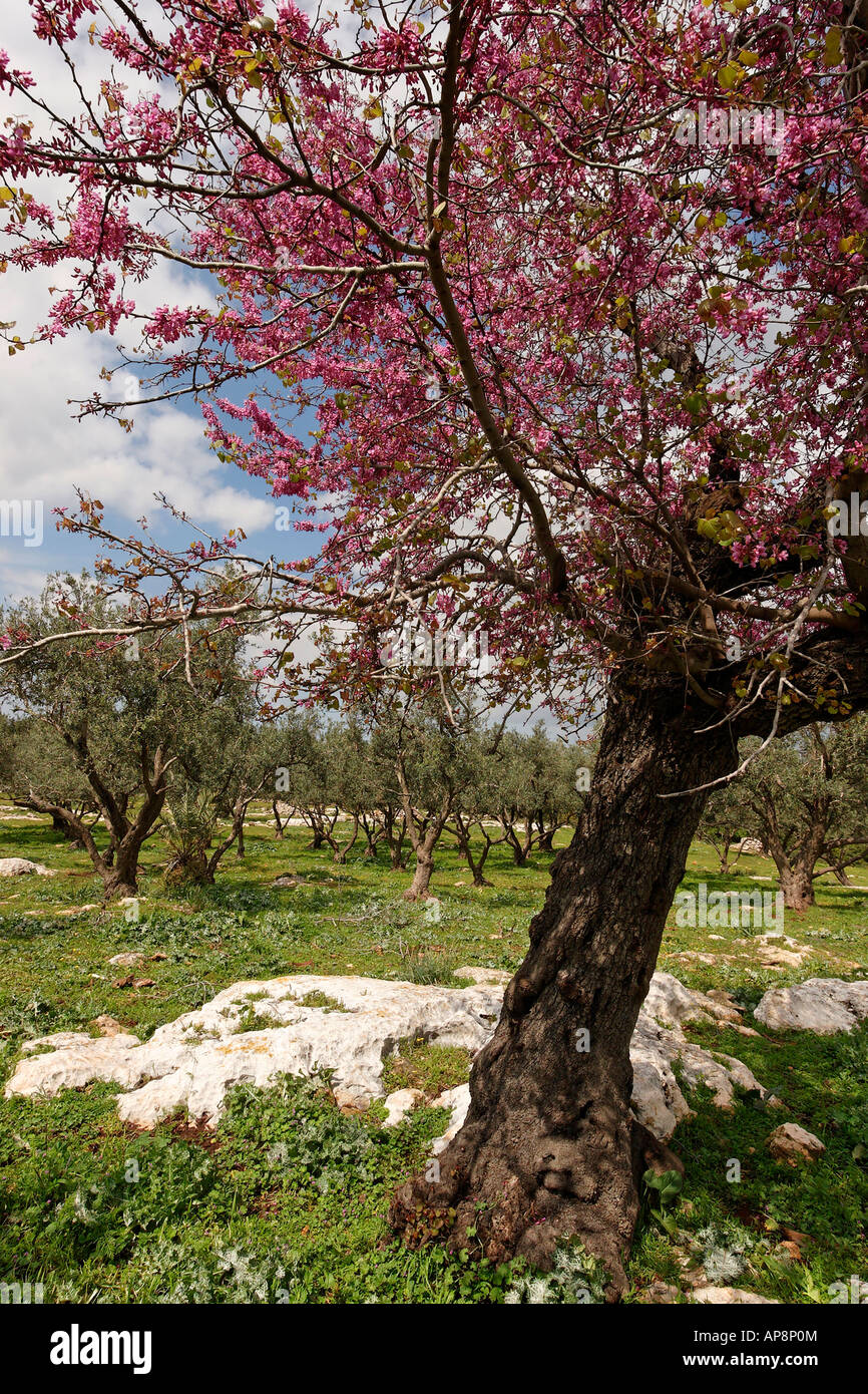 Israel the Lower Galilee Judas Tree Cercis Siliquastrum in Tivon Stock ...