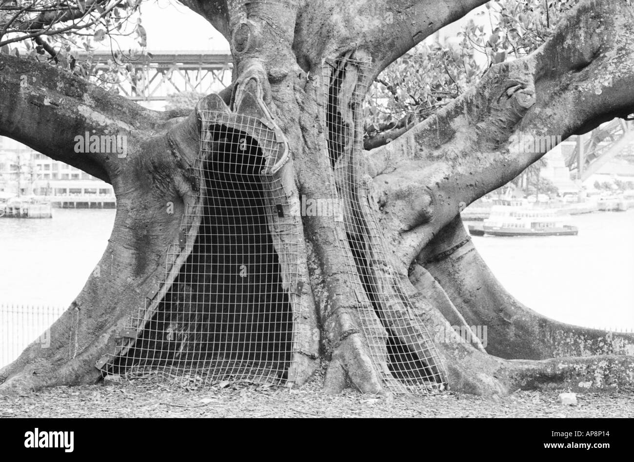 Large Tree in Morocco Stock Photo - Alamy