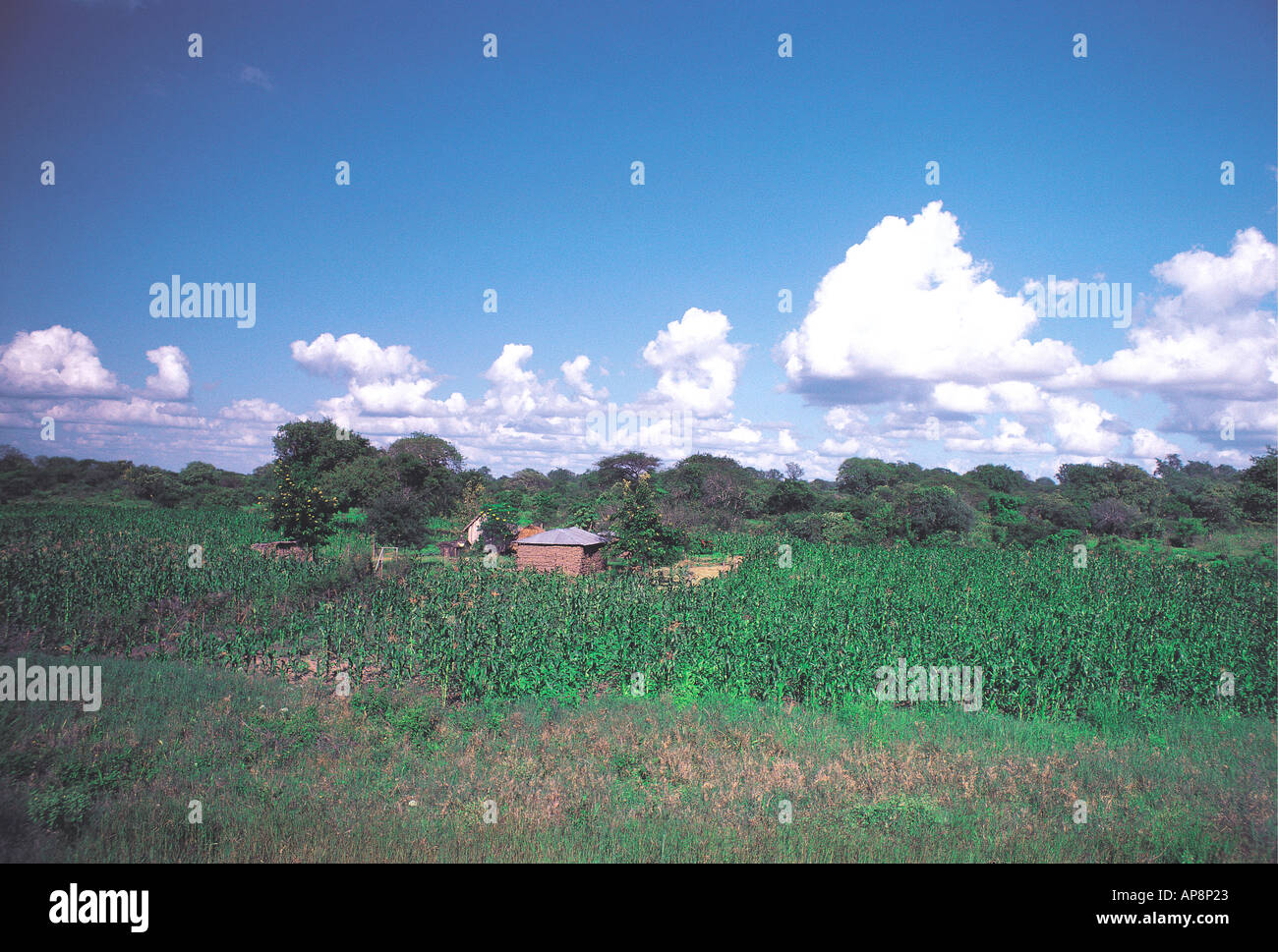 Maize SHAMBA belonging to Kamba people near Emali Kenya East Africa ...
