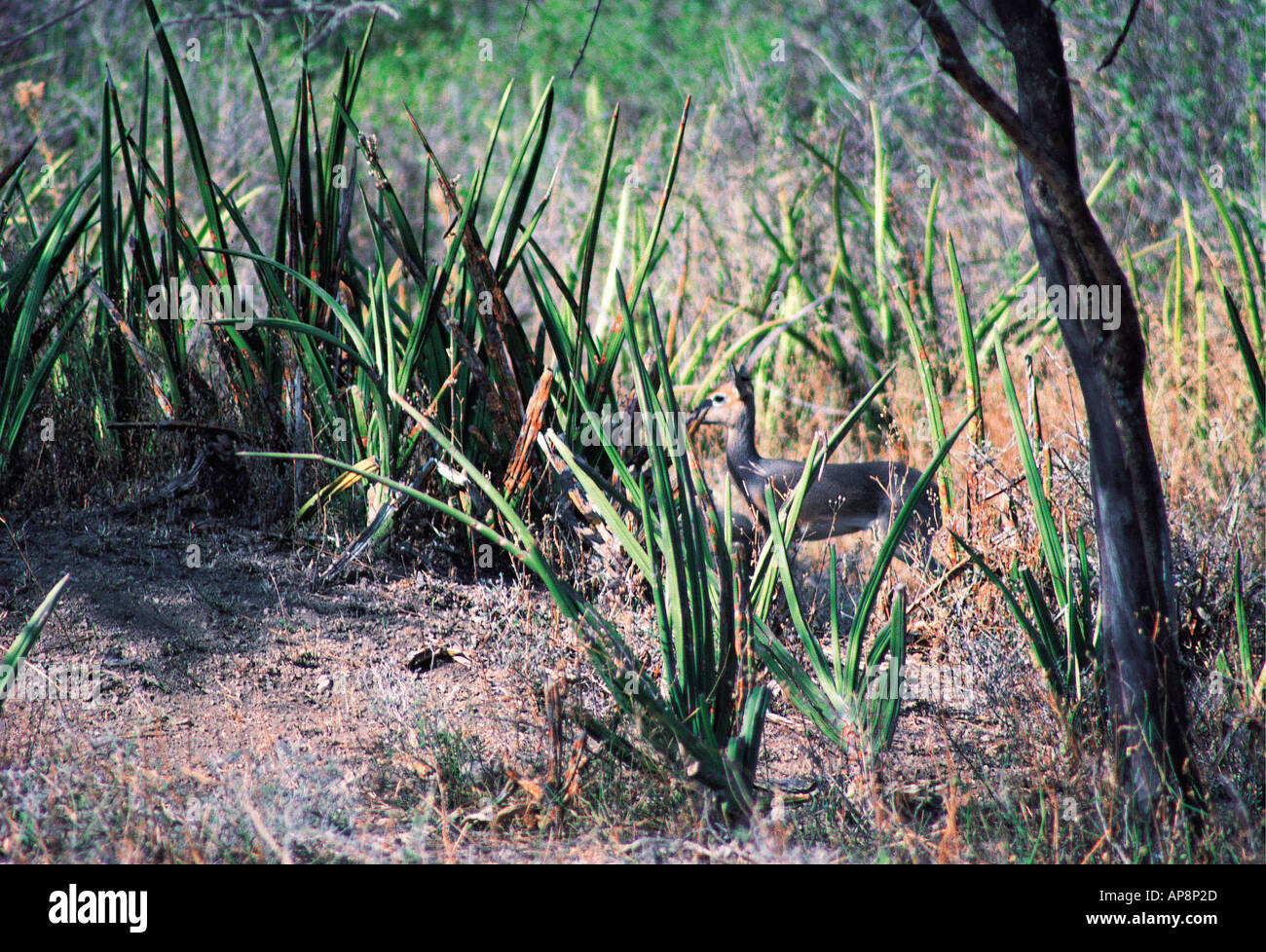Wild sisal and dikdik antelope Samburu National Reserve Kenya East ...