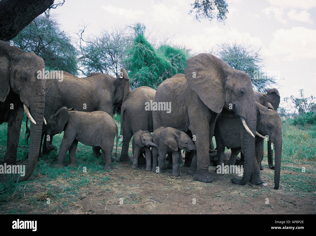 Elephants under tree hi-res stock photography and images - Alamy