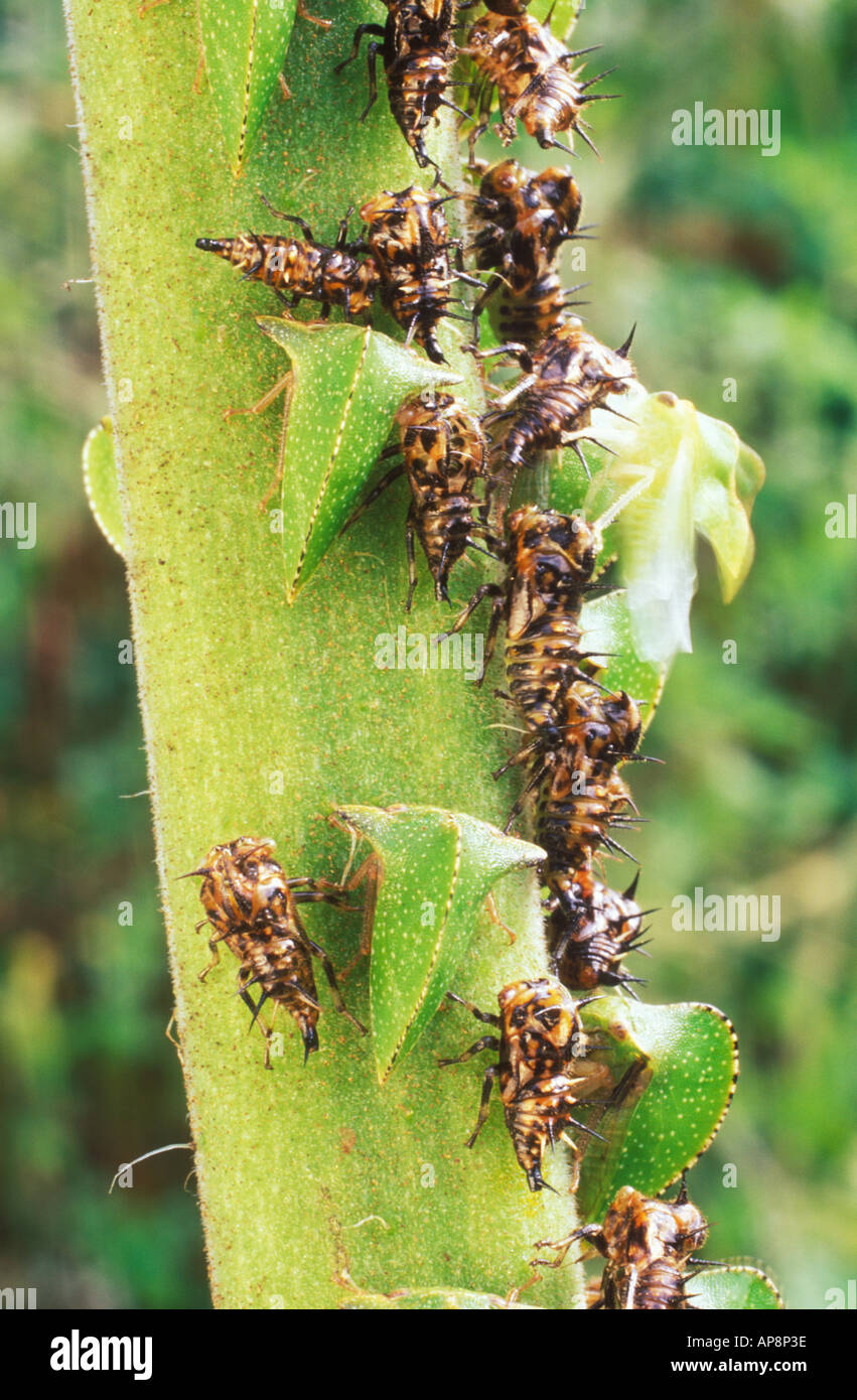 keelbacked treehopper adult and nymphs Antianthe expansa on a tomato ...