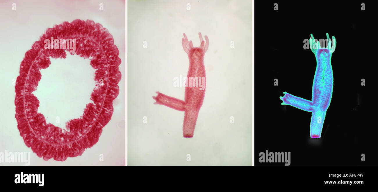 Hydra Under Microscope 40x