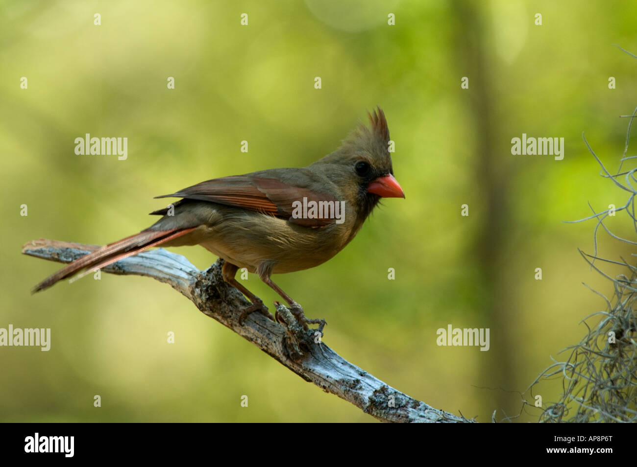 Cardinal hi-res stock photography and images - Alamy