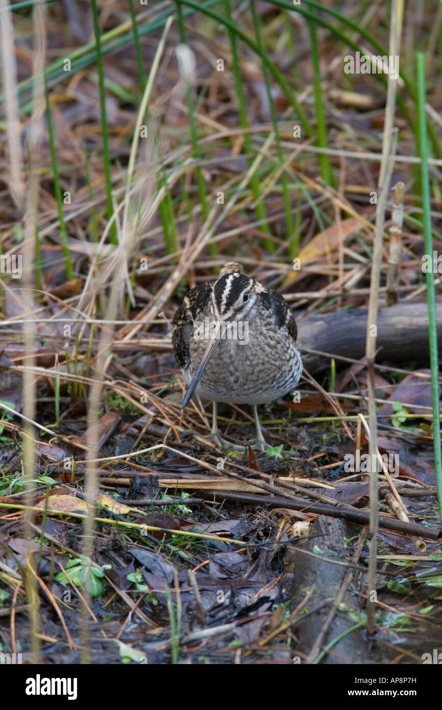 SNIPE GALLINAGO GALLINAGO HUNTING AT WATERS EDGE Stock Photo - Alamy