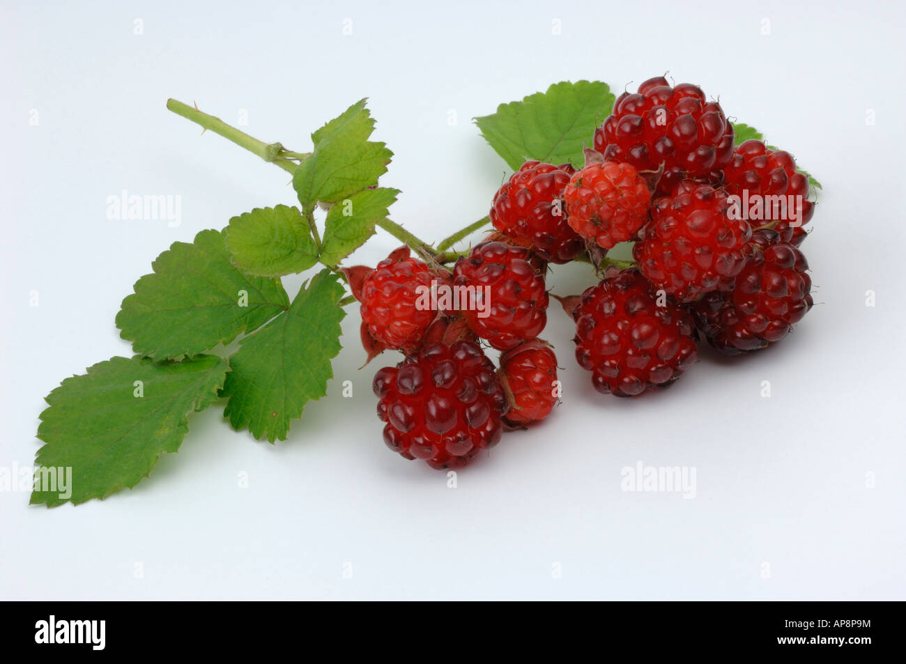 Wineberry (Rubus phoenicolasius), twig with berries, studio picture ...