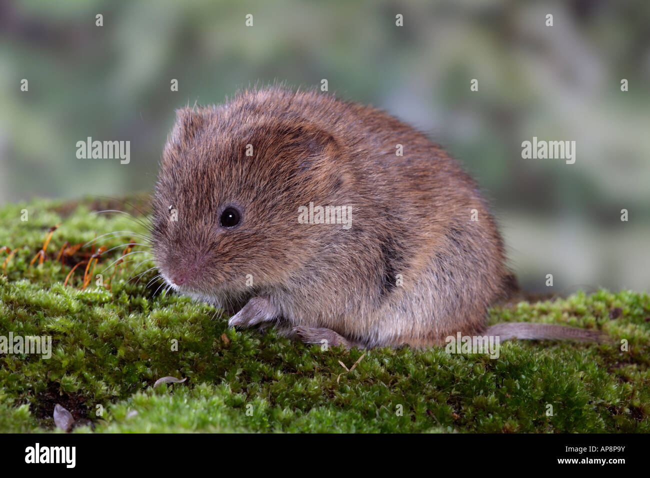 Short Tailed Vole Microtus agrestis standing looking alert Potton ...