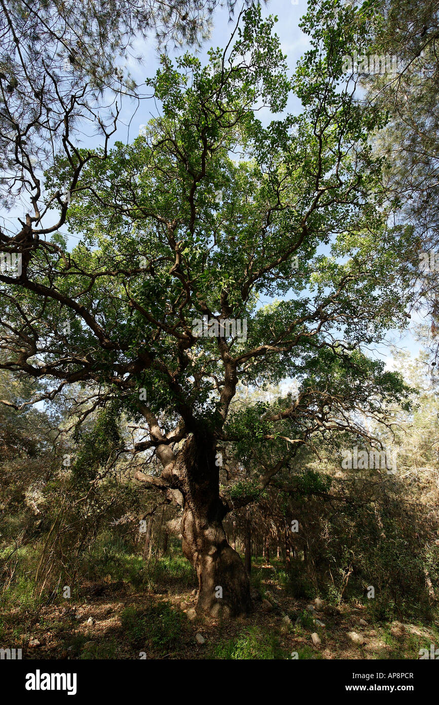 Israel tree oak hi-res stock photography and images - Alamy