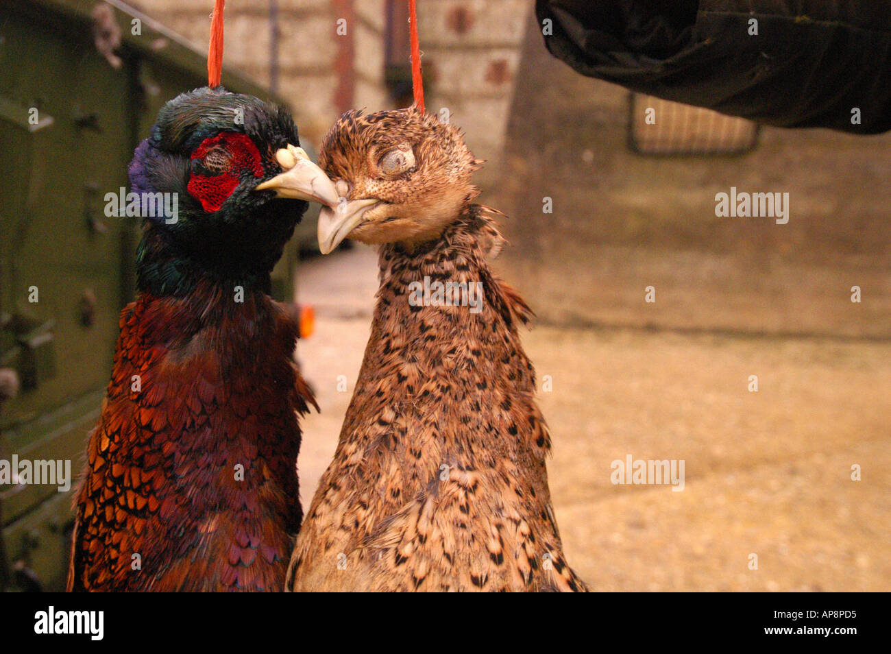 Freshly shot pheasants hanging up at a farm in East Sussex Picture by ...