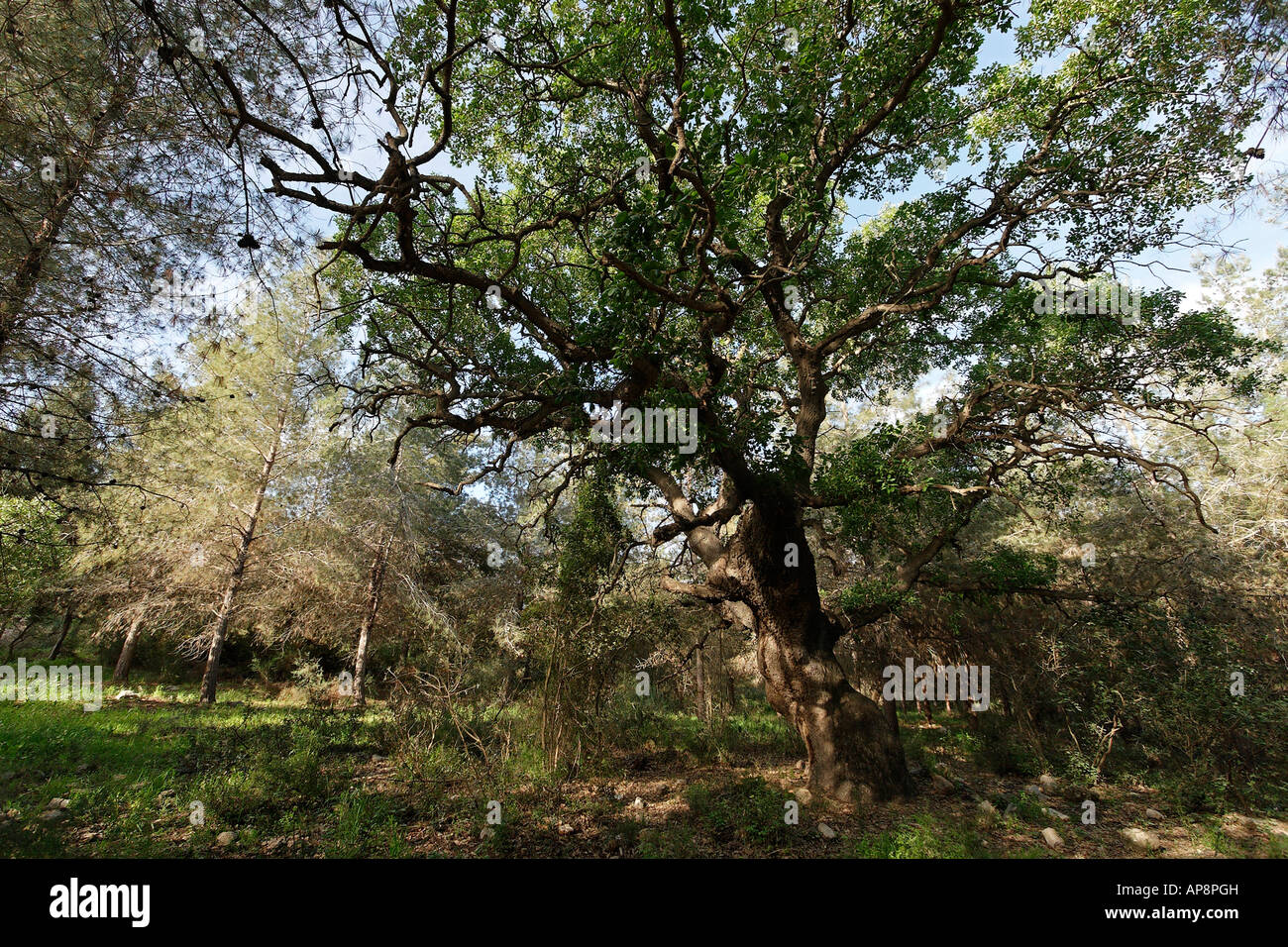 Israel Wadi Iron Mount Tabor Oak tree Quercus Ithaburensis in Hurbat ...