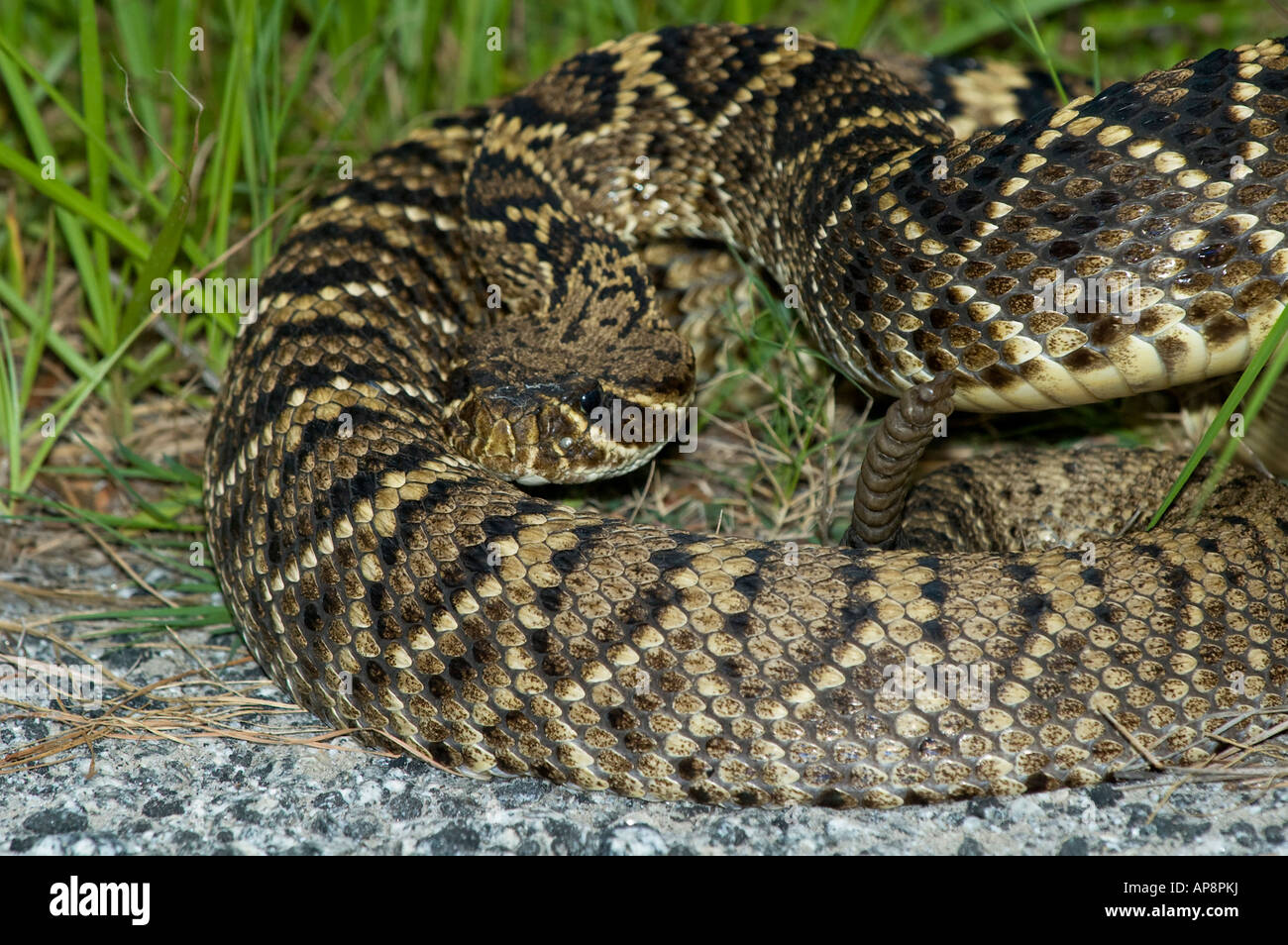 Eastern diamondback rattlesnake strike hi-res stock photography and ...