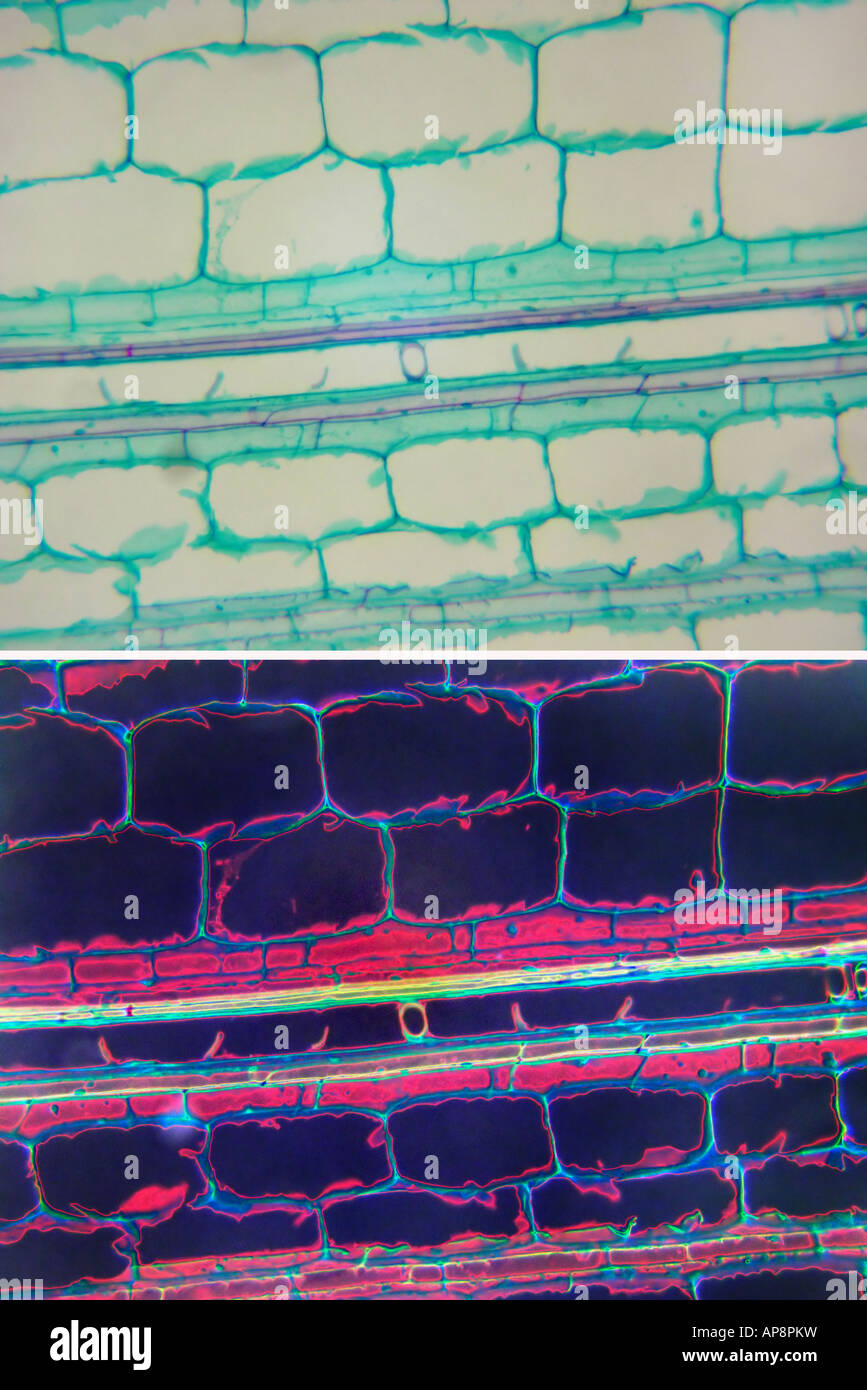 Zea (corn) LS-comparative views Stock Photo - Alamy