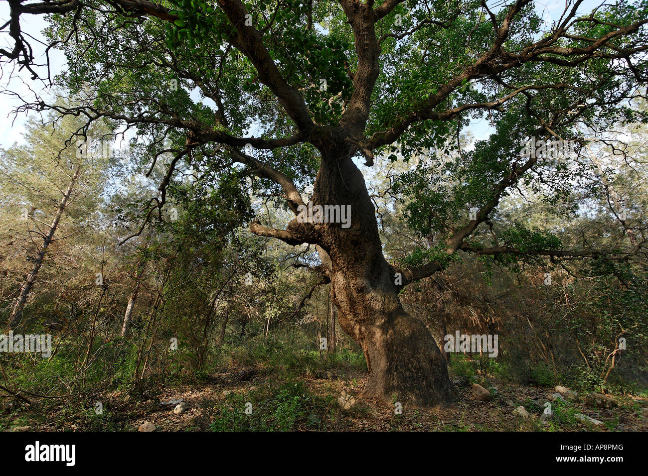 Israel Wadi Iron Mount Tabor Oak tree Quercus Ithaburensis in Hurbat ...