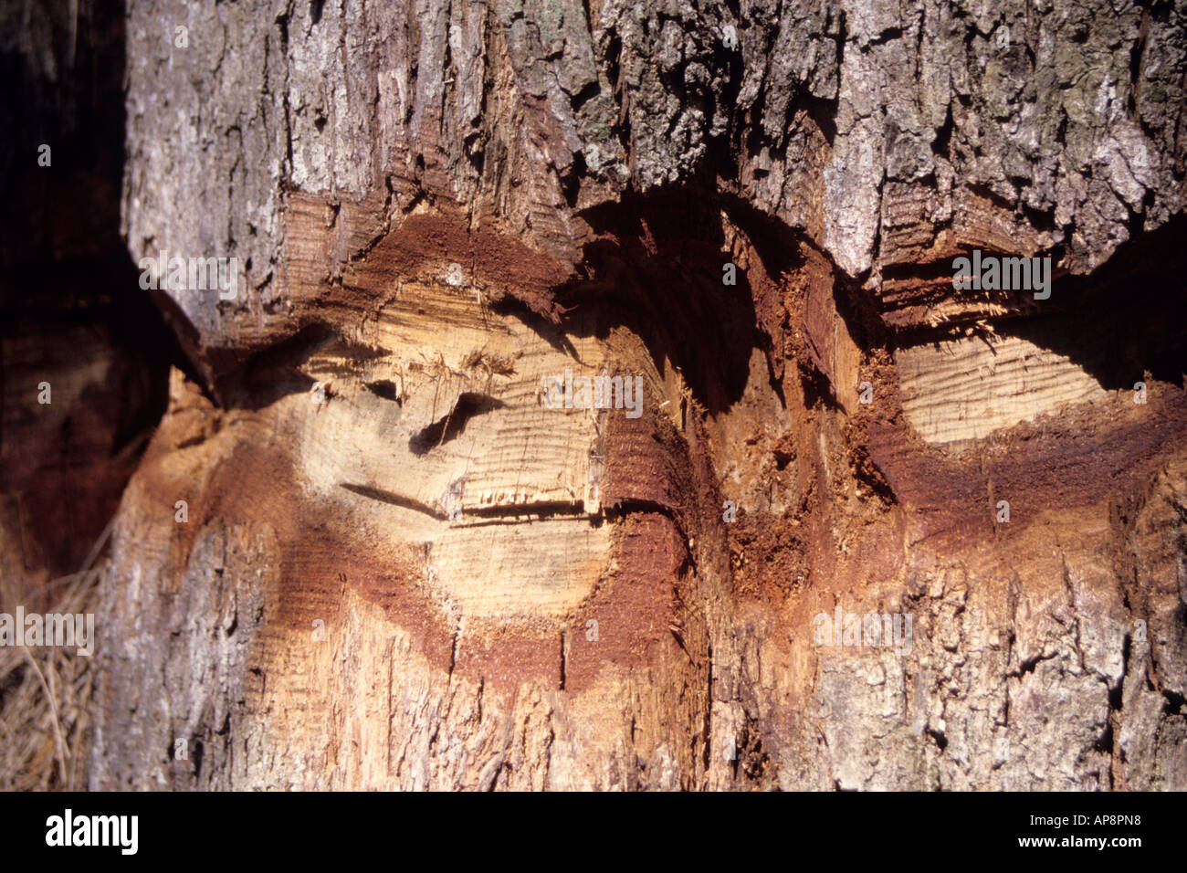 Australian pine tree florida hi-res stock photography and images - Alamy