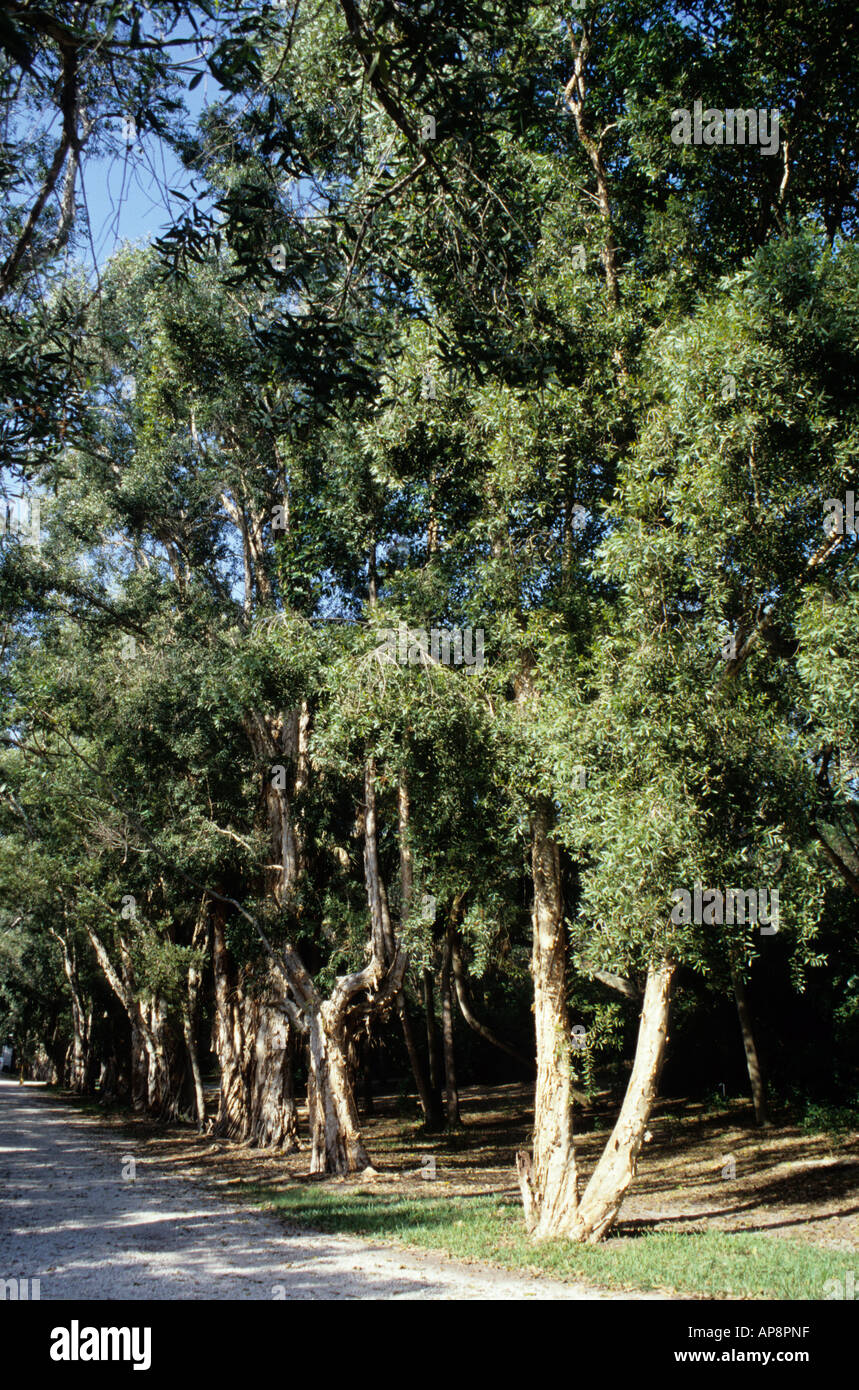 Punk tree hi-res stock photography and images - Alamy