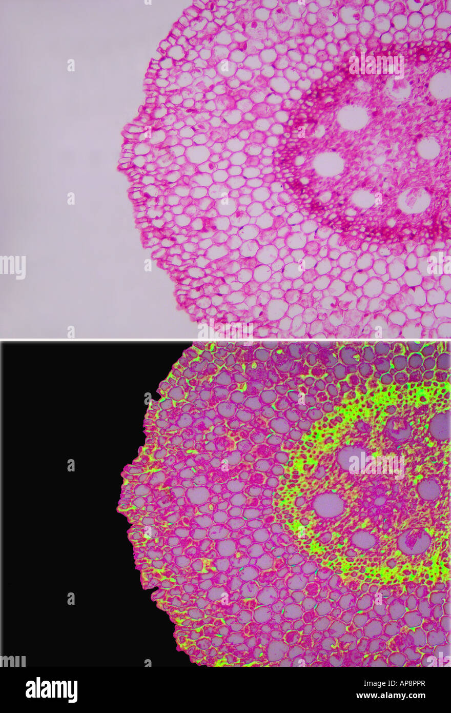 Corn root cross section hi-res stock photography and images - Alamy