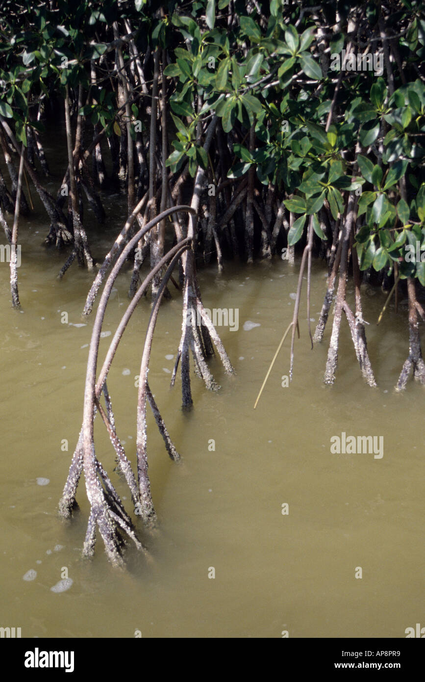 Everglades, Florida. Mangrove Roots, West Lake Stock Photo - Alamy