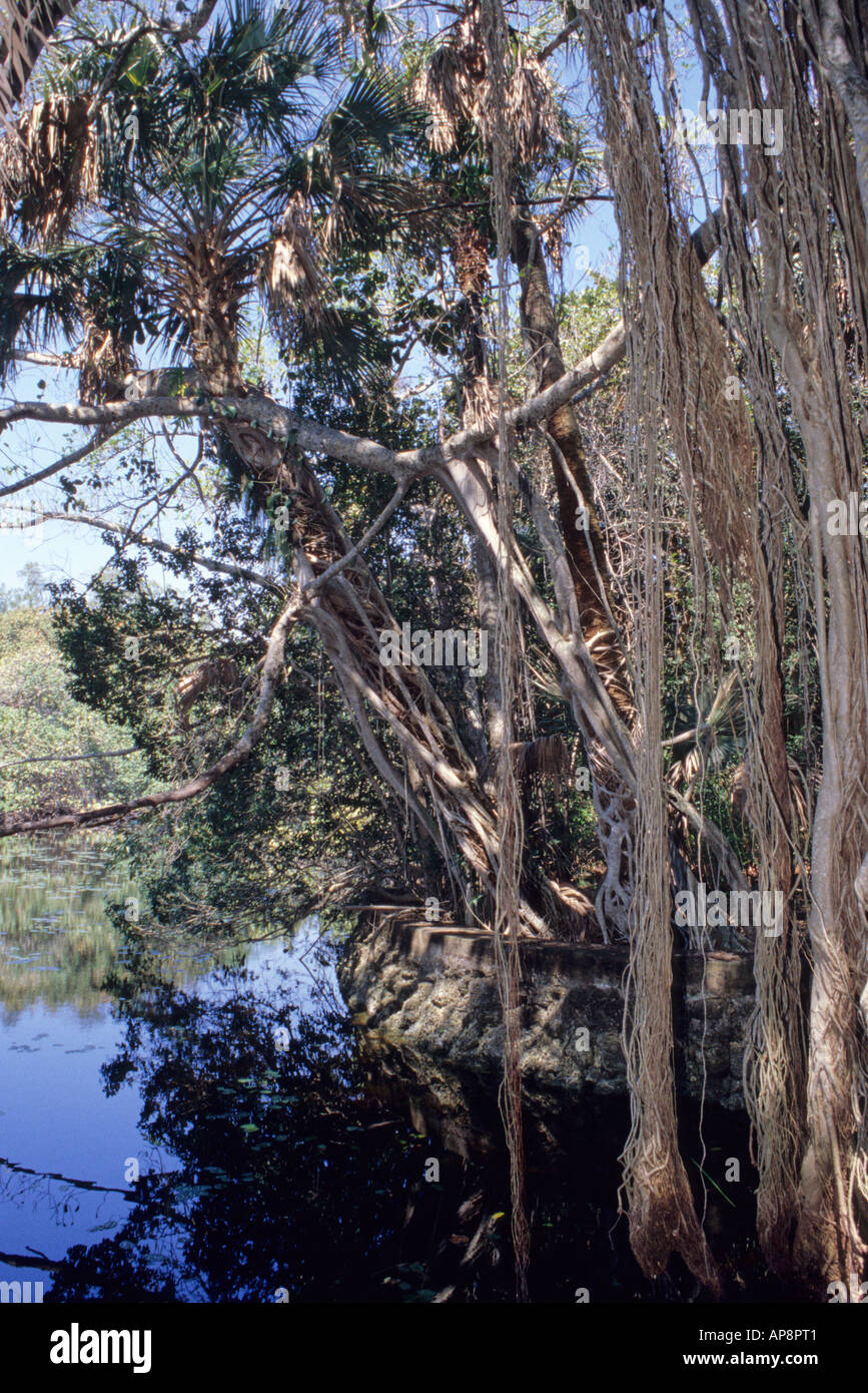 Ft. Lauderdale, Florida. Strangler Fig, ficus aurea, beginning to ...