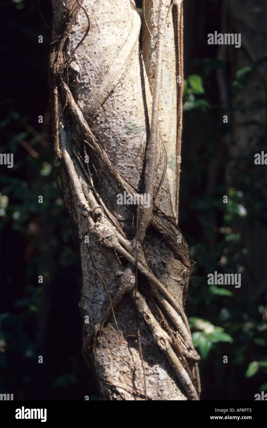 Encircles hi-res stock photography and images - Alamy