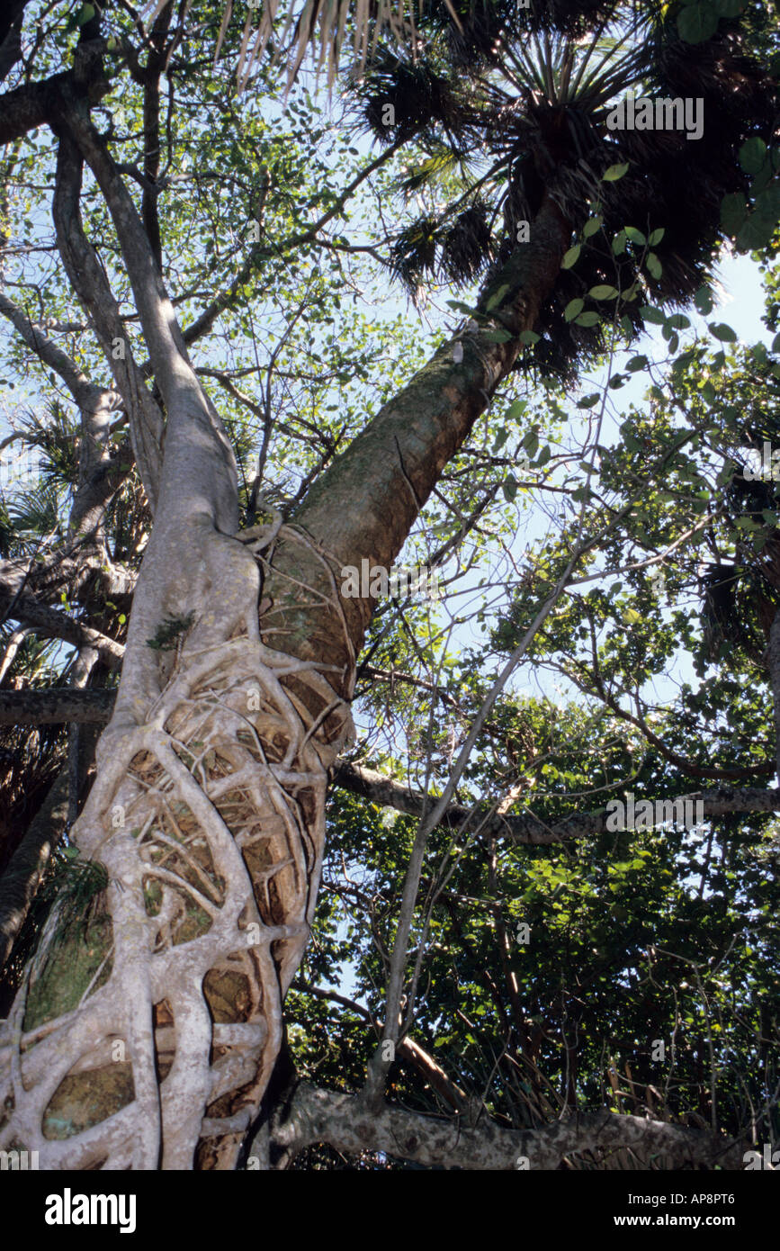 Ft. Lauderdale, Florida. Strangler Fig ficus aurea Encircles Palm Tree ...