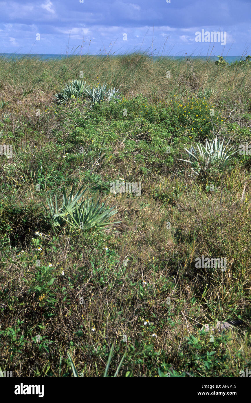 Key Biscayne, Florida. Beach Stabilization. Dune Plants Stabilize the ...