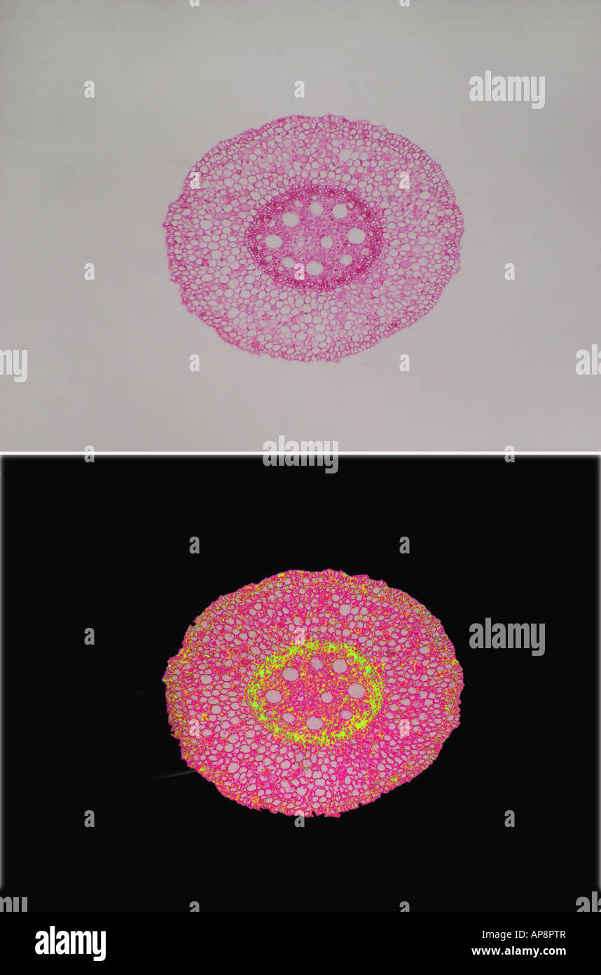 Corn Root Cross Section