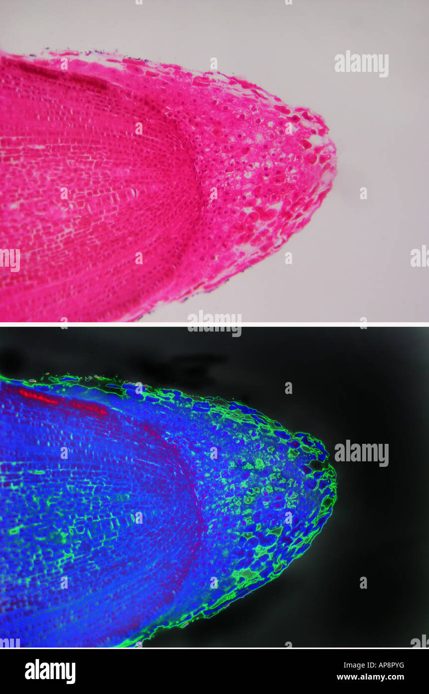 Apical meristem hi-res stock photography and images - Alamy