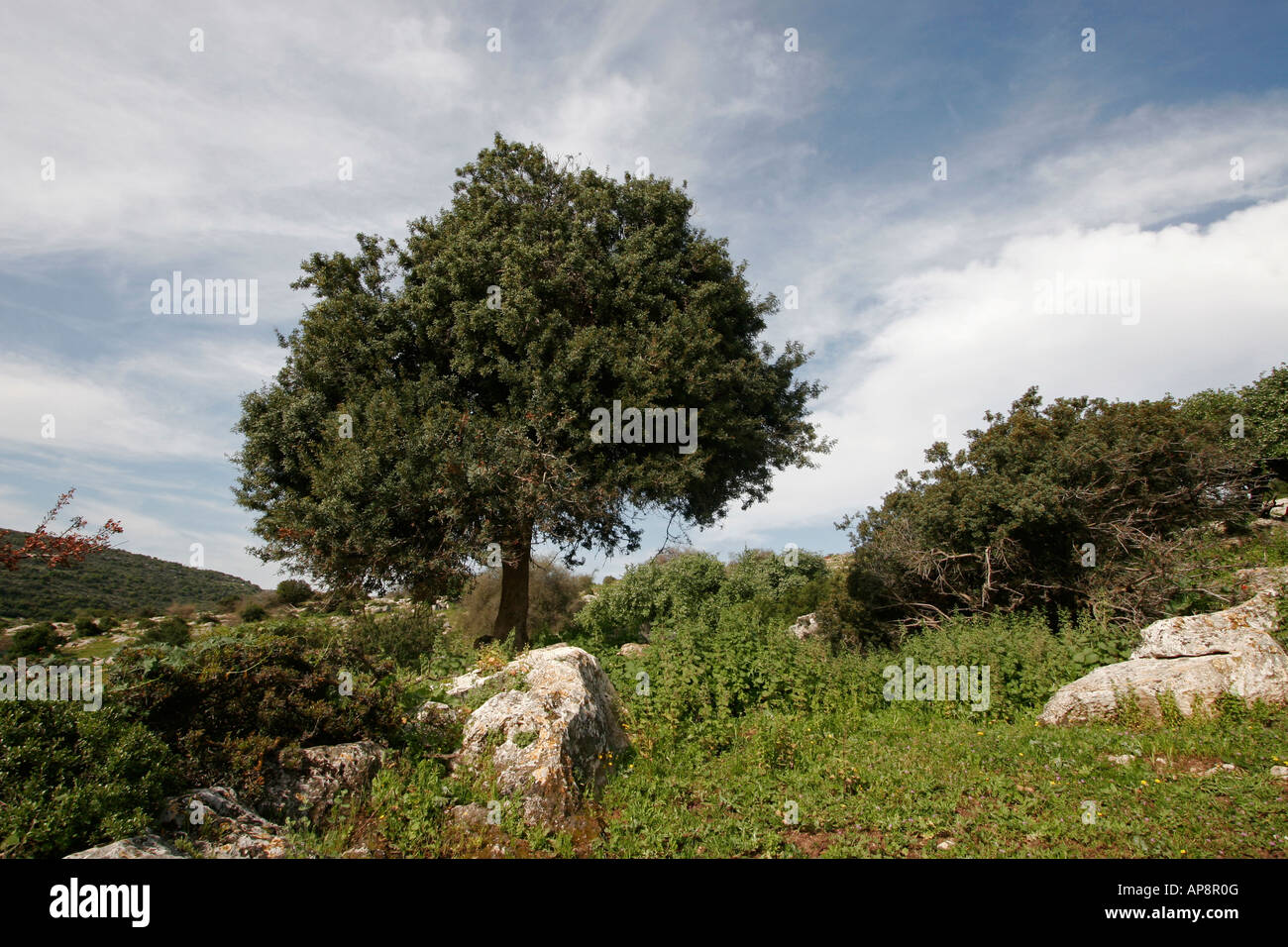 Israel the Lower Galilee Mastic Tree pistacia lentiscus in Hurbat ...