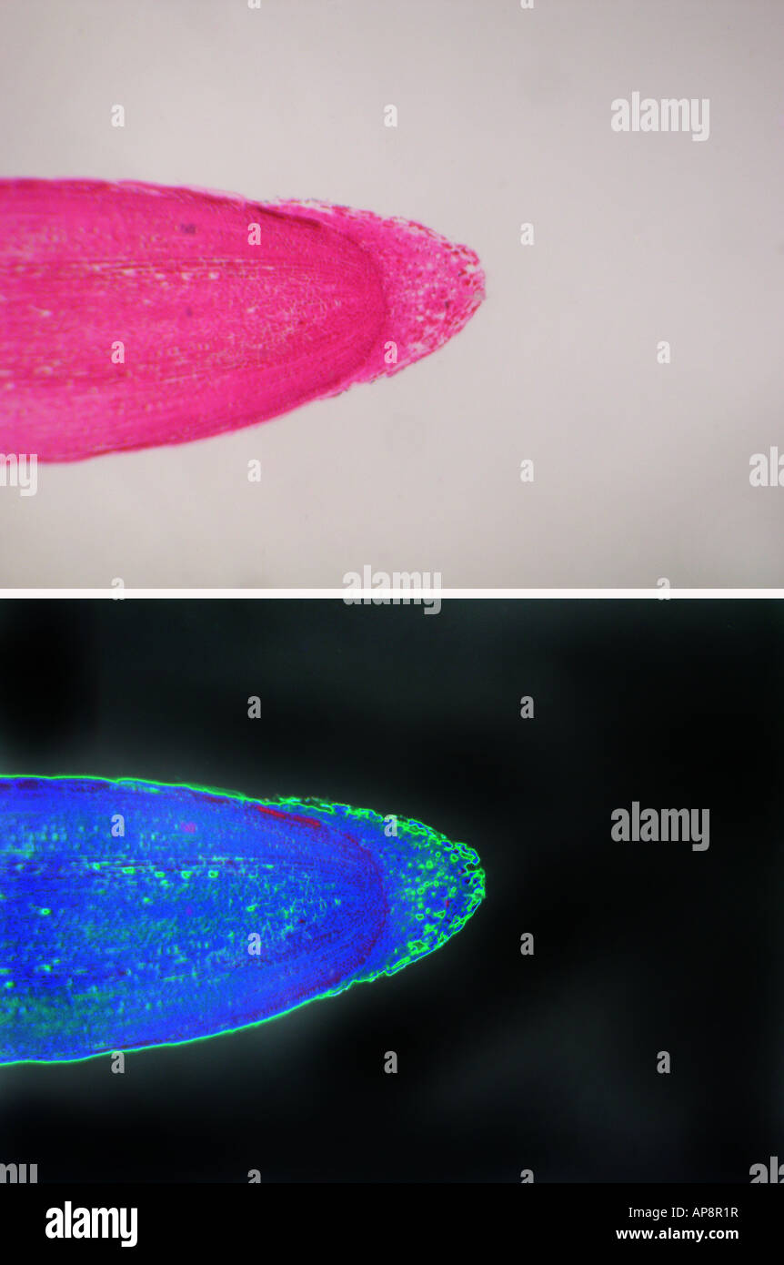 Apical meristem hi-res stock photography and images - Alamy